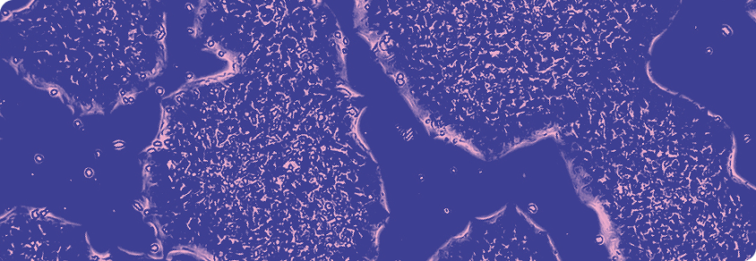 Pulse™ Cell Line Development Platform | Cellistic